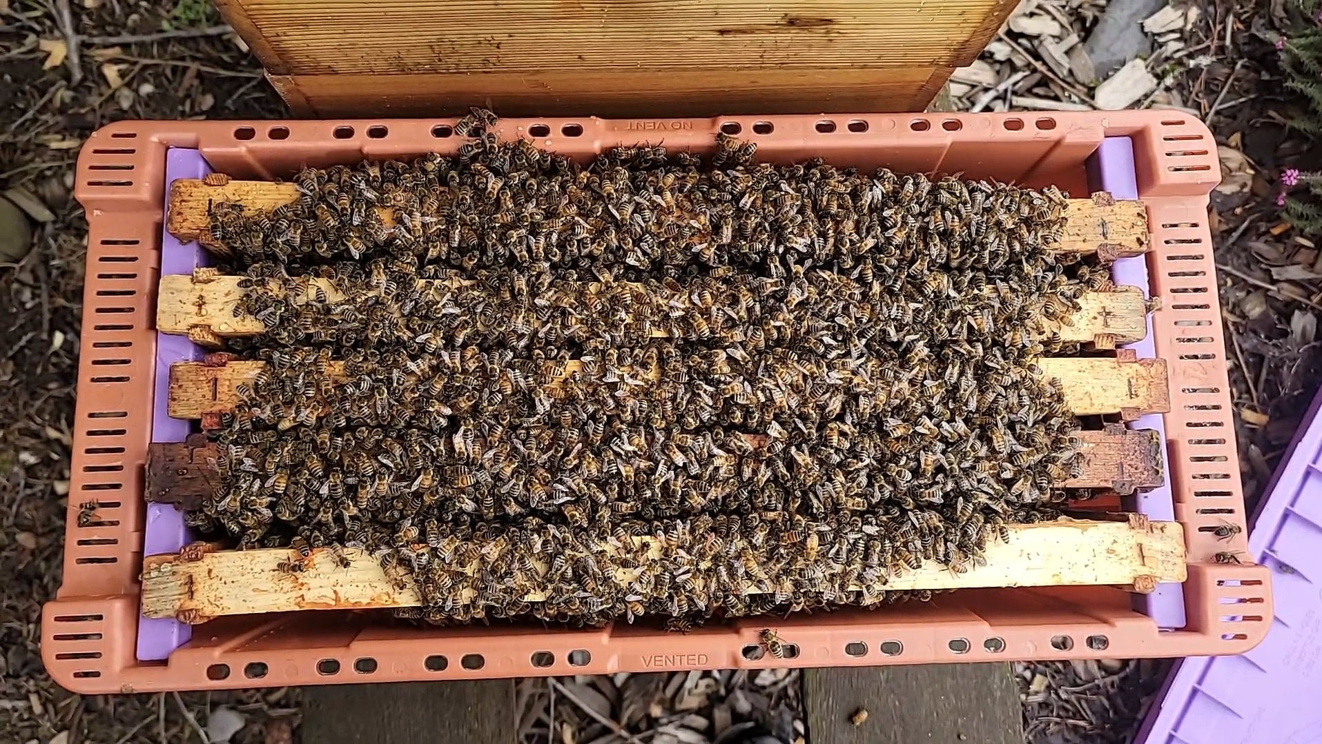 Spring 2026 Italian Nucleus Colony (Nuc) | Les's Bees