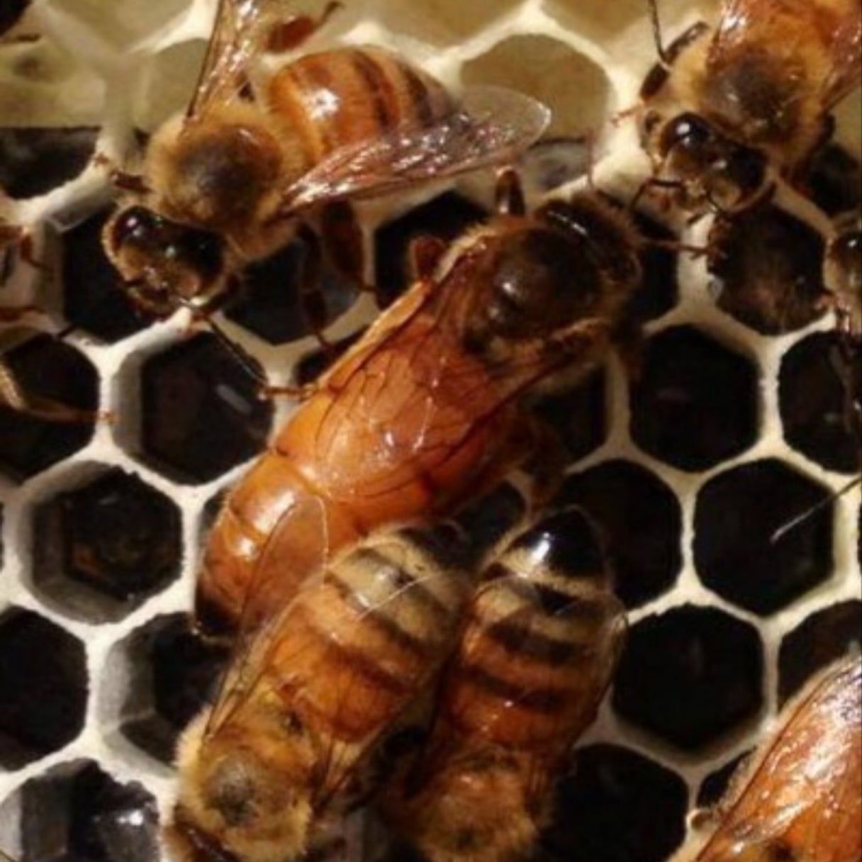 Spring 2025 Marked Italian Honey Bee Queen, Open Mated | Les's Bees